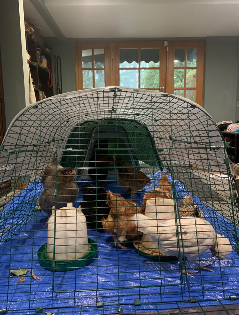 Emergency Chicken Accommodations - Backyard Poultry